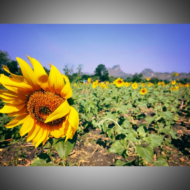 Lisa_Shop, ร้านค้าออนไลน์ | Shopee Thailand