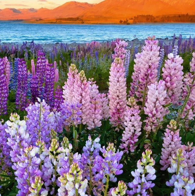 chompu Shop , ร้านค้าออนไลน์ | Shopee Thailand