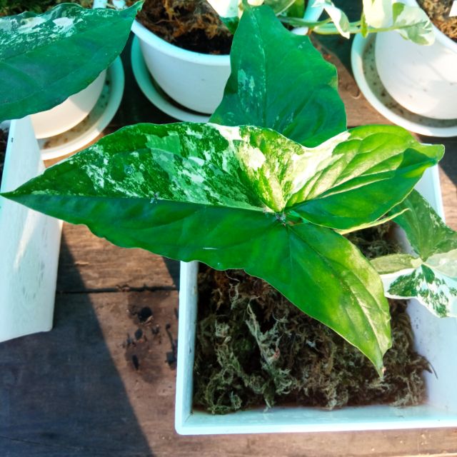 mkkh_dpu8q, ร้านค้าออนไลน์ | Shopee Thailand