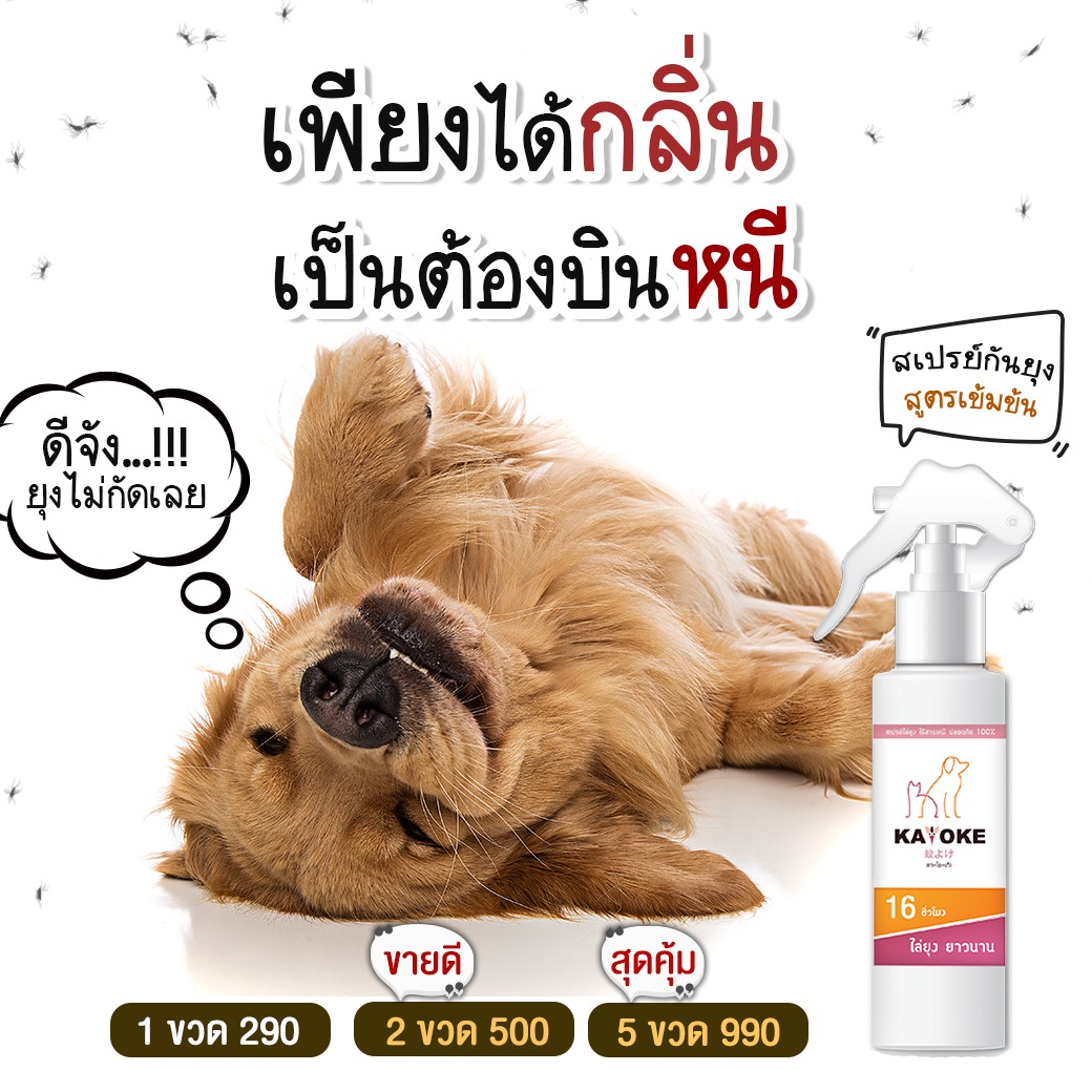 KAYOKE Shop, ร้านค้าออนไลน์ | Shopee Thailand