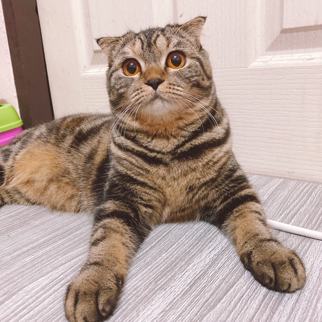 Buffet Cat, ร้านค้าออนไลน์ | Shopee Thailand