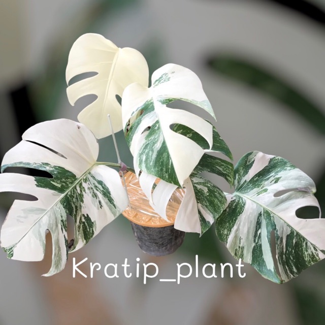 Kratip Plant, ร้านค้าออนไลน์ | Shopee Thailand