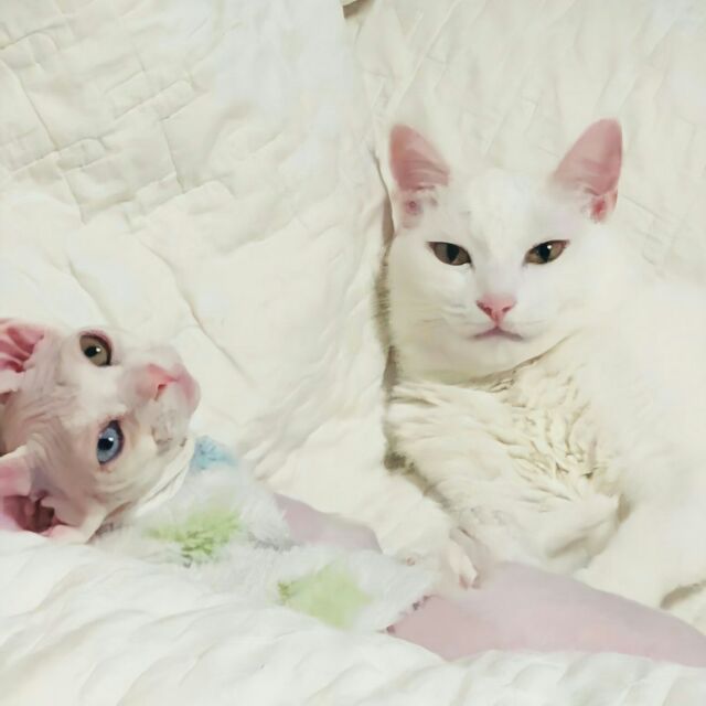 Engdu&Ruby, ร้านค้าออนไลน์ | Shopee Thailand