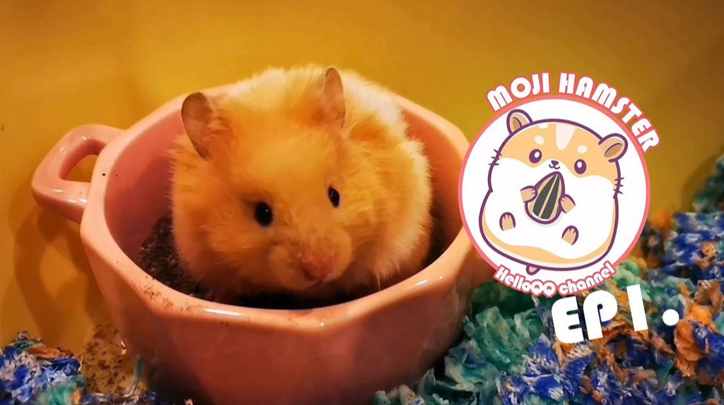 Hi Hamster, ร้านค้าออนไลน์ | Shopee Thailand