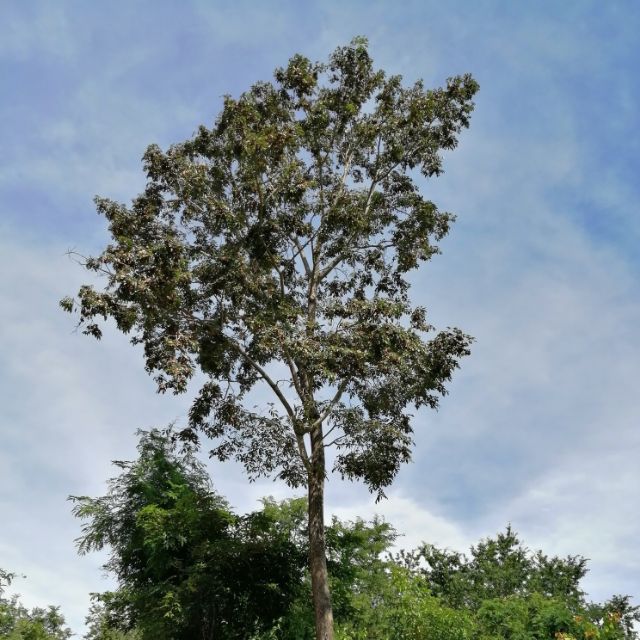 rapnap, ร้านค้าออนไลน์ | Shopee Thailand