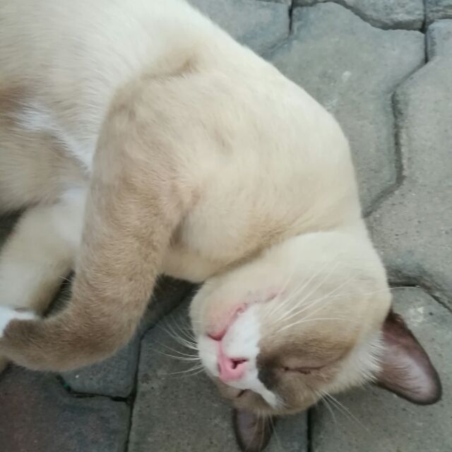 The Littlecat Shop 44, ร้านค้าออนไลน์ | Shopee Thailand