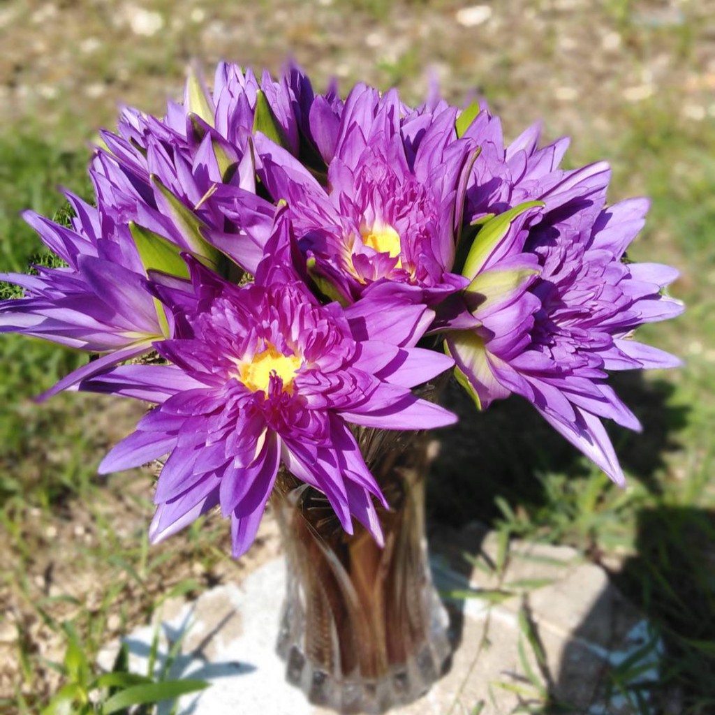 ภู่ระหงษ์ ฟาร์ม Phurahong farm, ร้านค้าออนไลน์ | Shopee Thailand