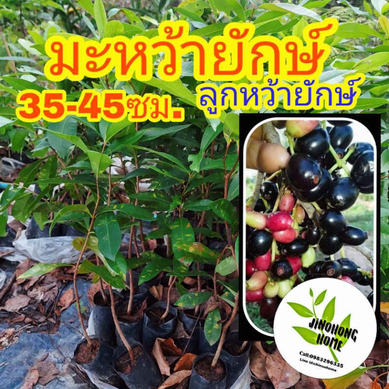 Nadthida Shop, ร้านค้าออนไลน์ | Shopee Thailand