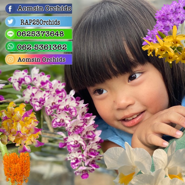 Aomsin Orchids no2., ร้านค้าออนไลน์ | Shopee Thailand