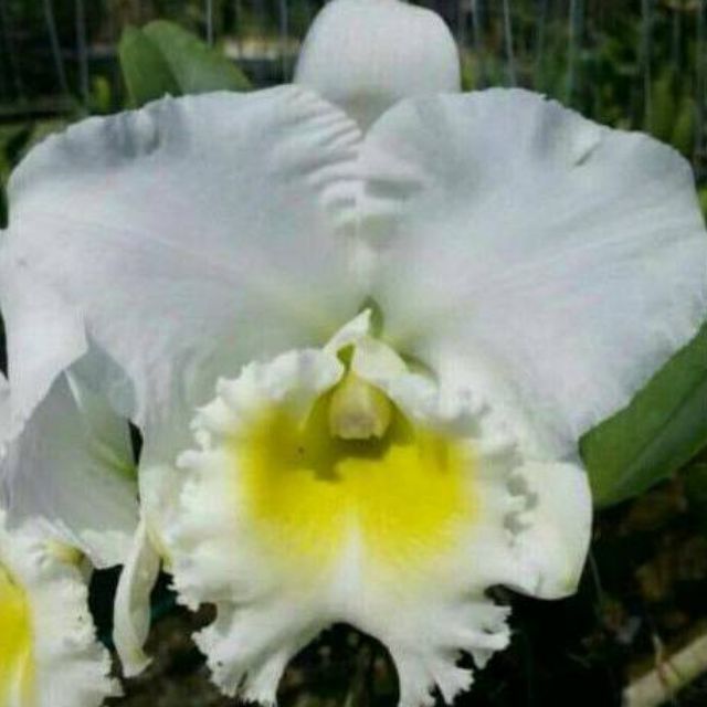 sumatee.., ร้านค้าออนไลน์ | Shopee Thailand