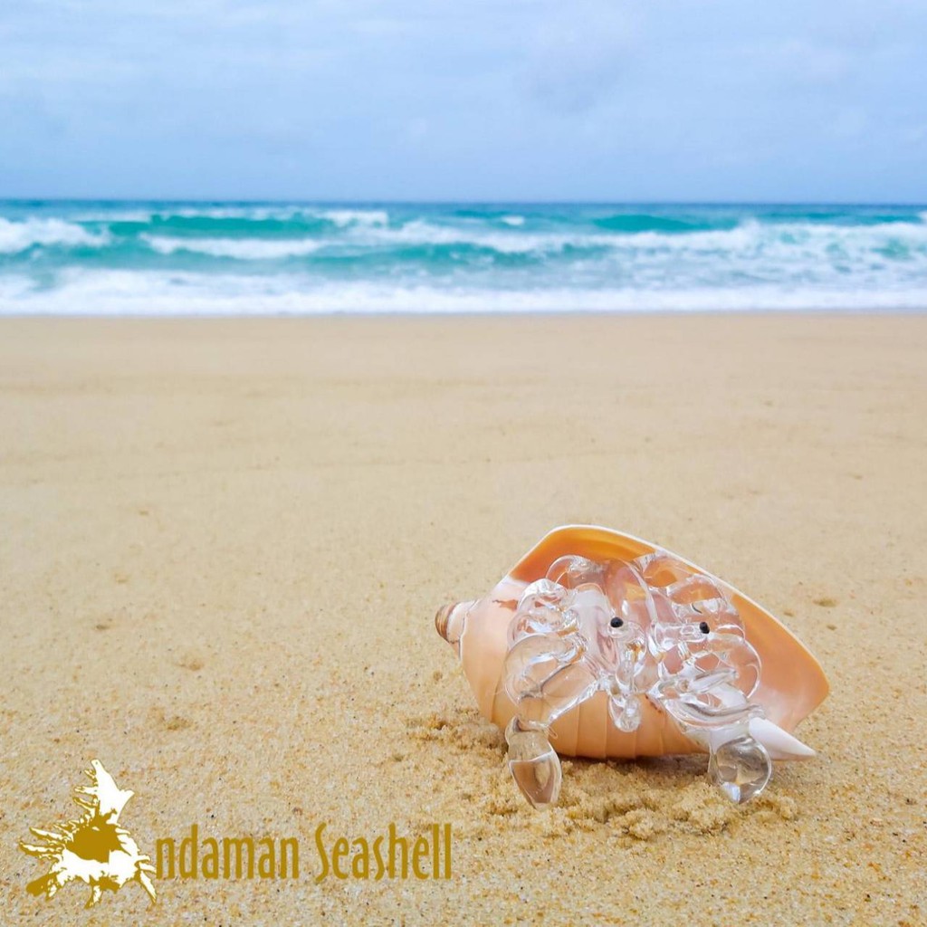 Andaman Seashell Shop, ร้านค้าออนไลน์ | Shopee Thailand