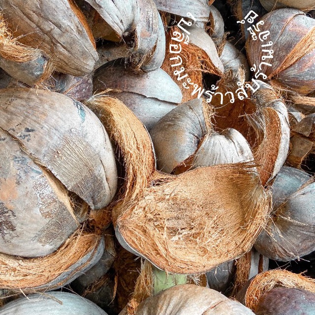 Kapolo shop, ร้านค้าออนไลน์ | Shopee Thailand