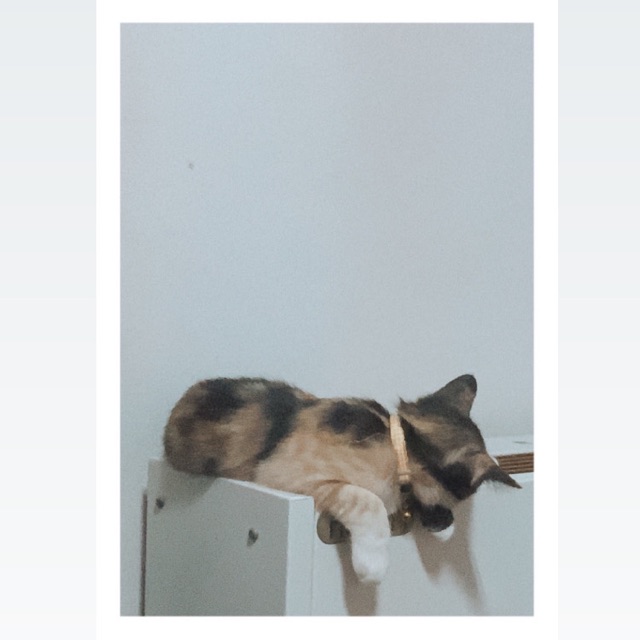 Miluko MASK, ร้านค้าออนไลน์ | Shopee Thailand