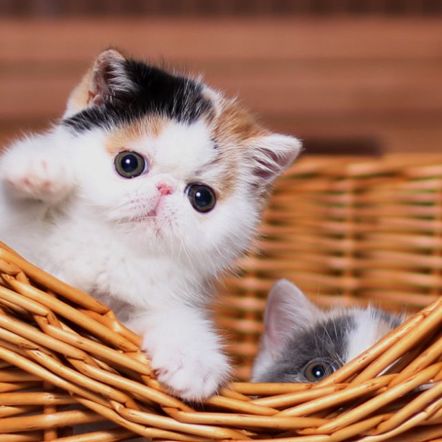 Chilli Cats & Dogs, ร้านค้าออนไลน์ | Shopee Thailand