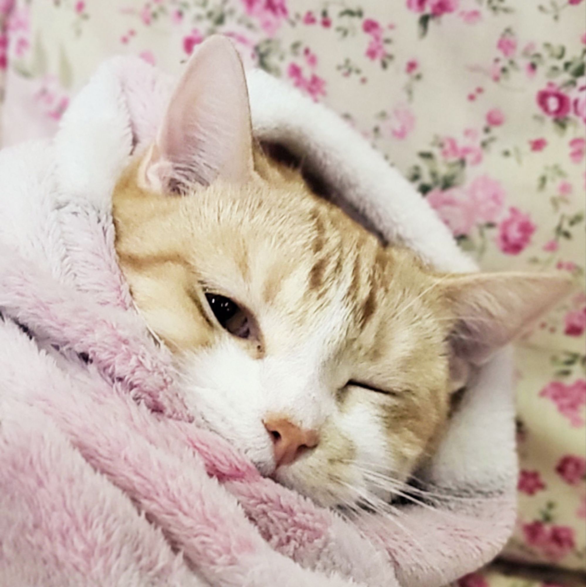 มิโซะ&ทรังค์ many thing, ร้านค้าออนไลน์ | Shopee Thailand