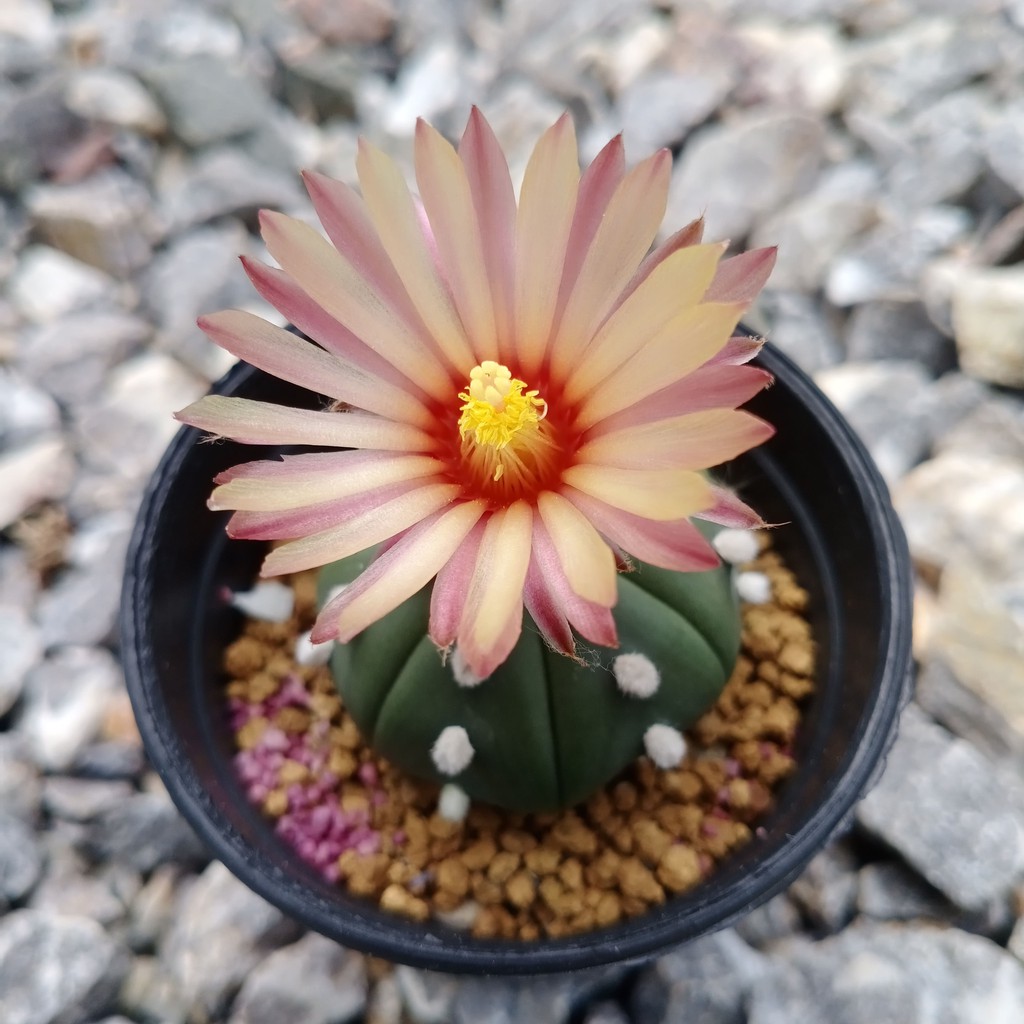 Custus.gu, ร้านค้าออนไลน์ | Shopee Thailand