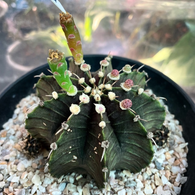 Rookie_cactus, ร้านค้าออนไลน์ | Shopee Thailand