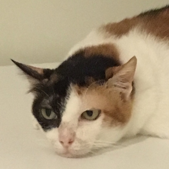 meow_calico, ร้านค้าออนไลน์ | Shopee Thailand