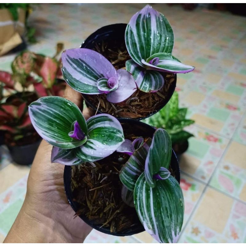 Patima_09, ร้านค้าออนไลน์ | Shopee Thailand