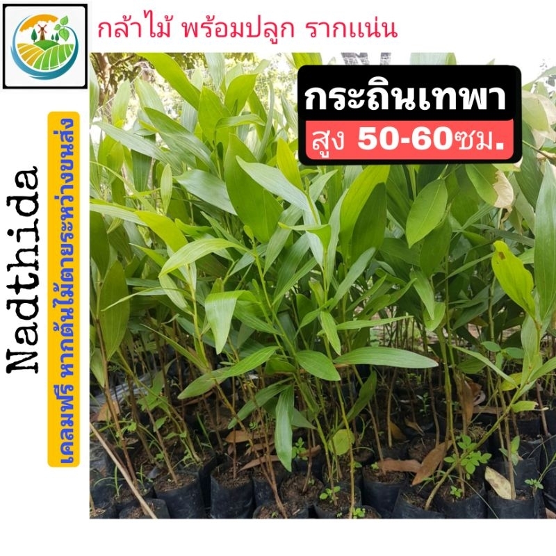Nadthida Shop, ร้านค้าออนไลน์ | Shopee Thailand