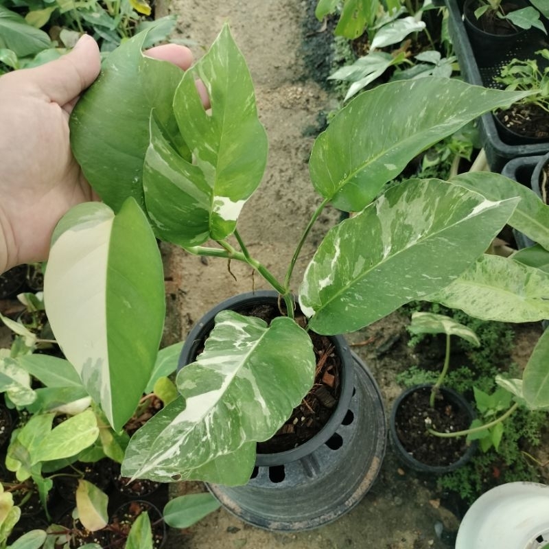 BS.Garden, ร้านค้าออนไลน์ | Shopee Thailand