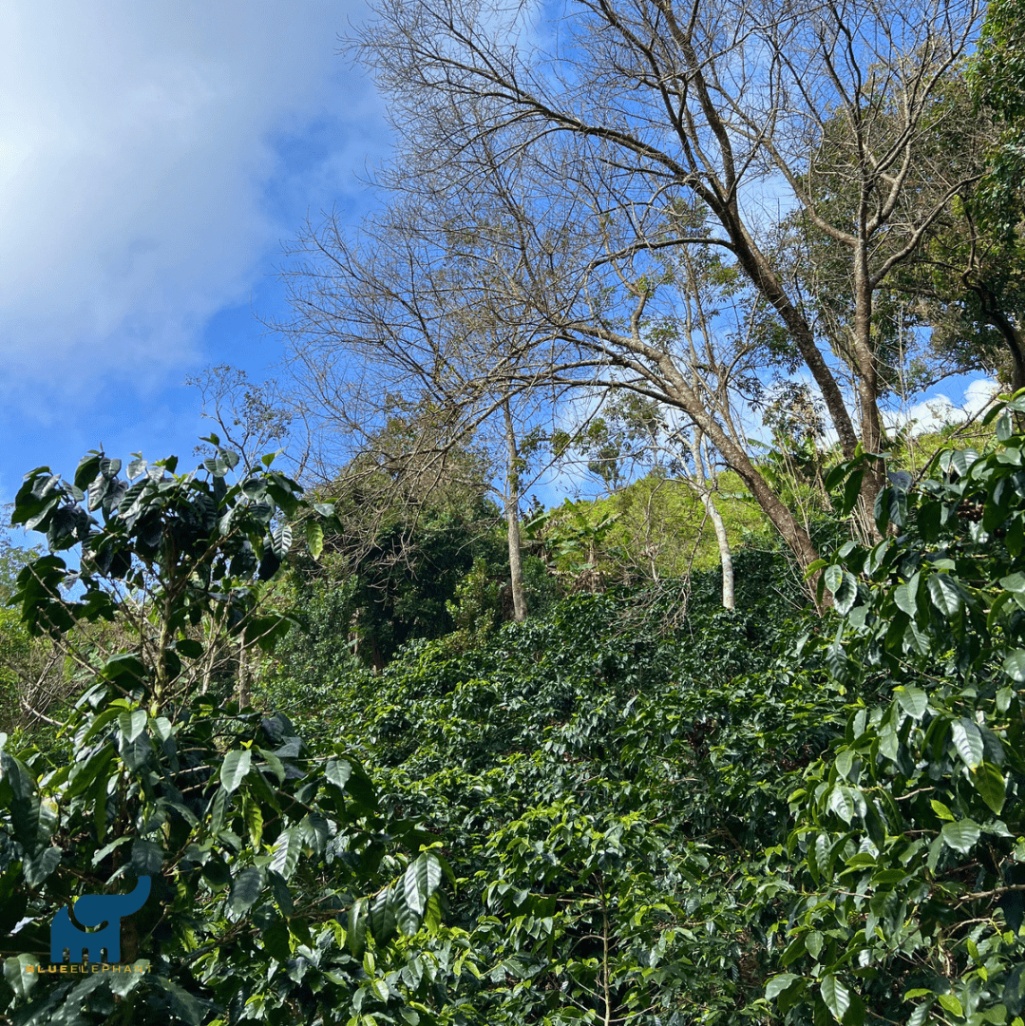 Blue Elephant Coffee, ร้านค้าออนไลน์ | Shopee Thailand