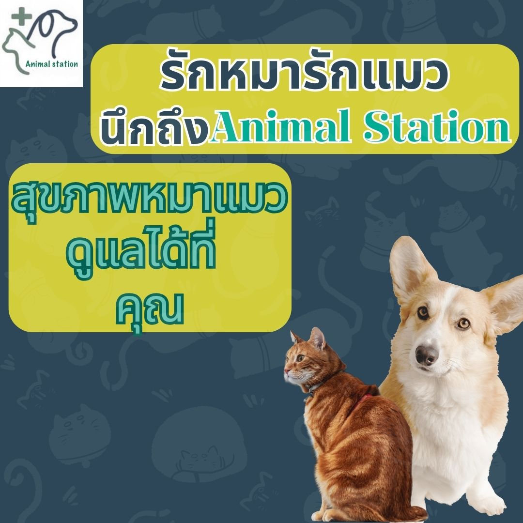 Animalstation, ร้านค้าออนไลน์ | Shopee Thailand