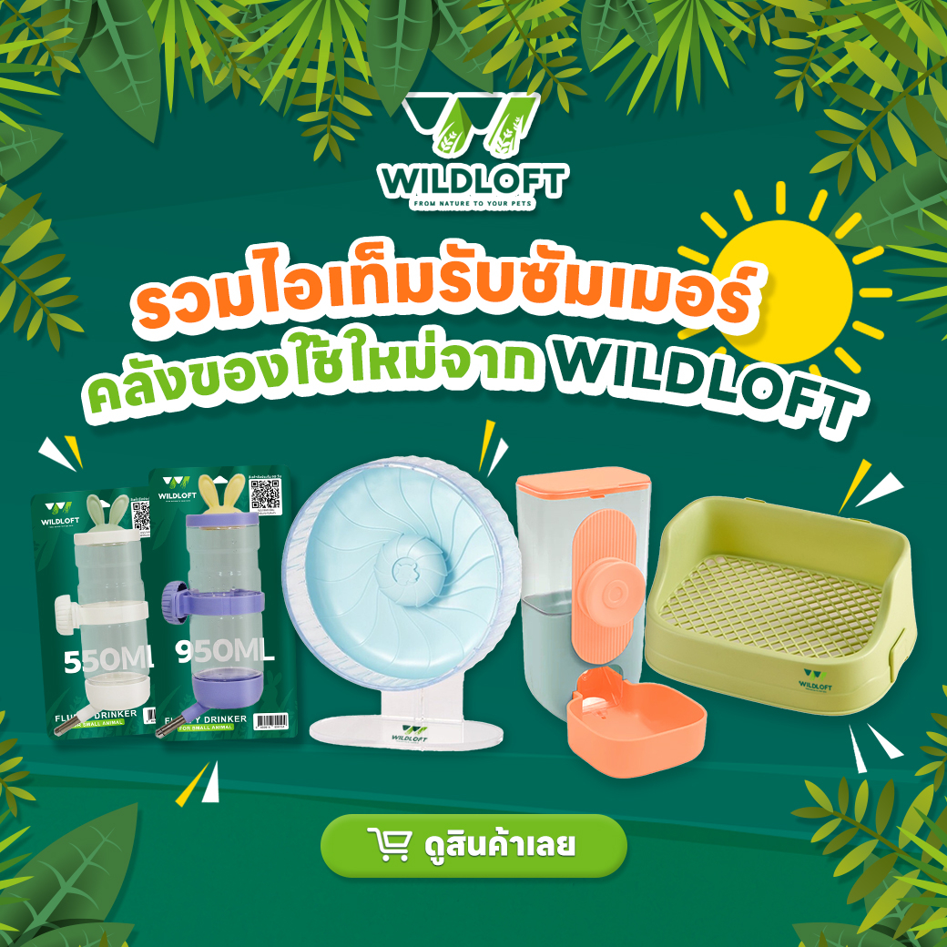 สั่งซื้อสินค้าออนไลน์จาก WILDLOFT OFFICIAL | Shopee Thailand