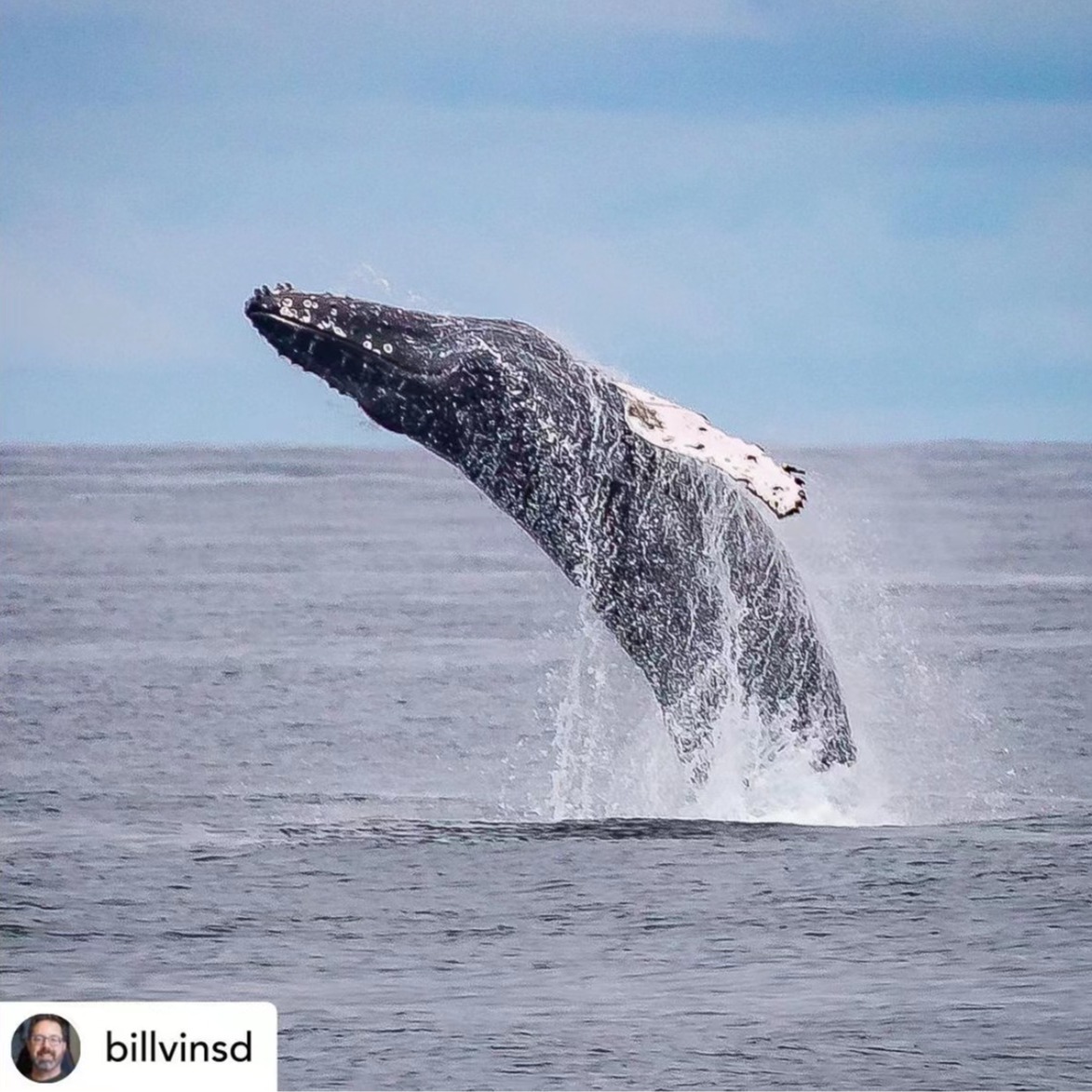 Blue Whale Team, ร้านค้าออนไลน์ | Shopee Thailand