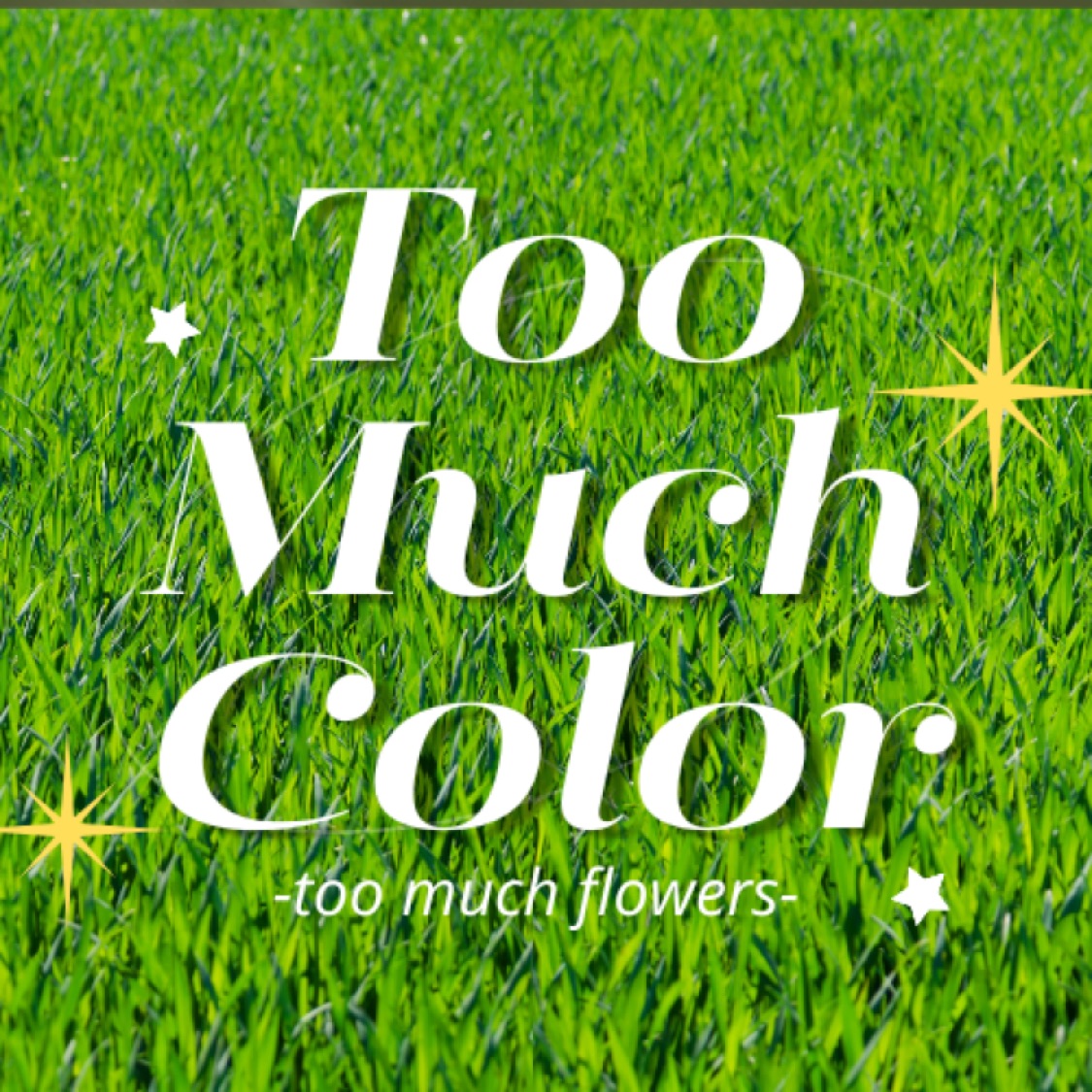Too.Much.Color, ร้านค้าออนไลน์ | Shopee Thailand