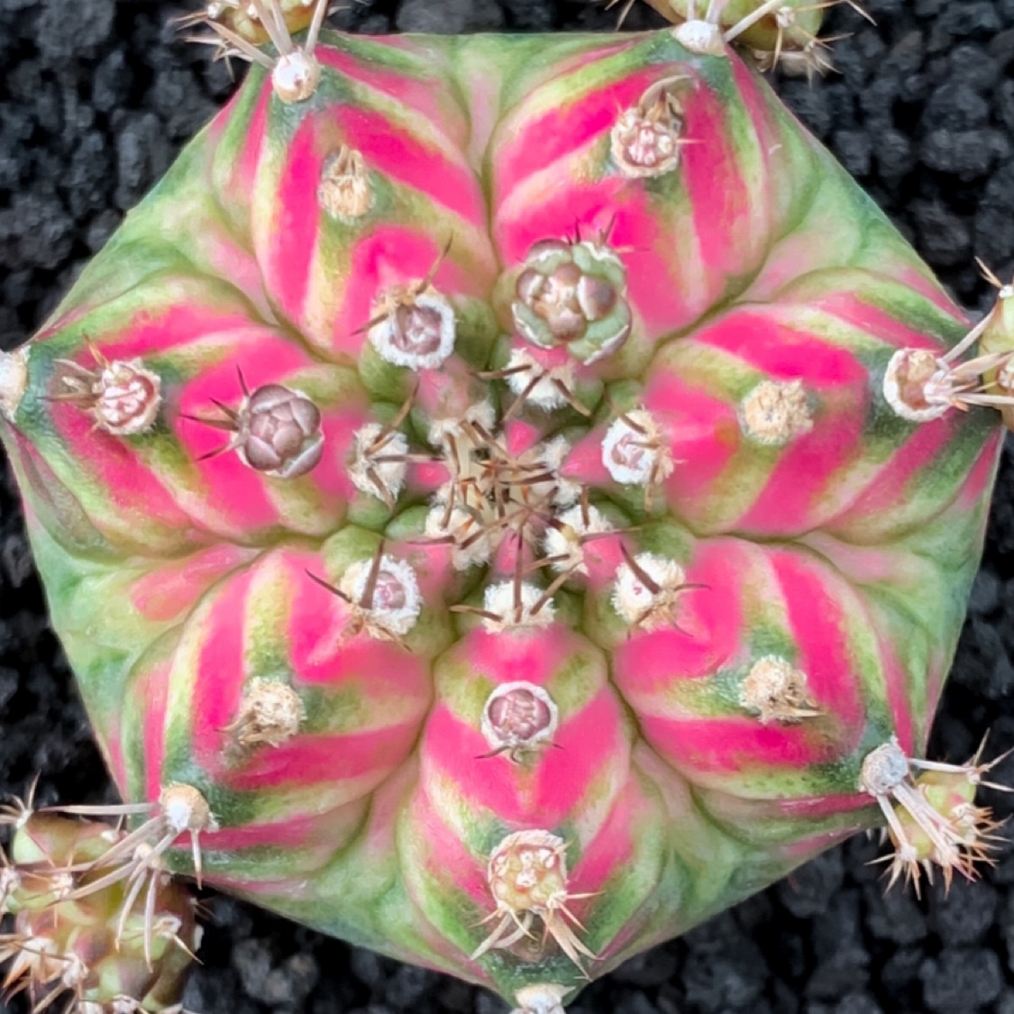 Queen cactus, ร้านค้าออนไลน์ | Shopee Thailand