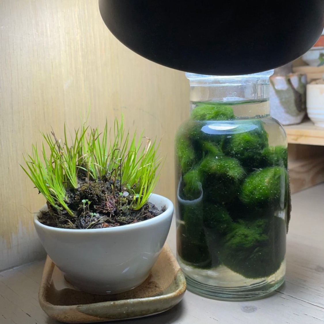 Marimo Shop BK, ร้านค้าออนไลน์ | Shopee Thailand
