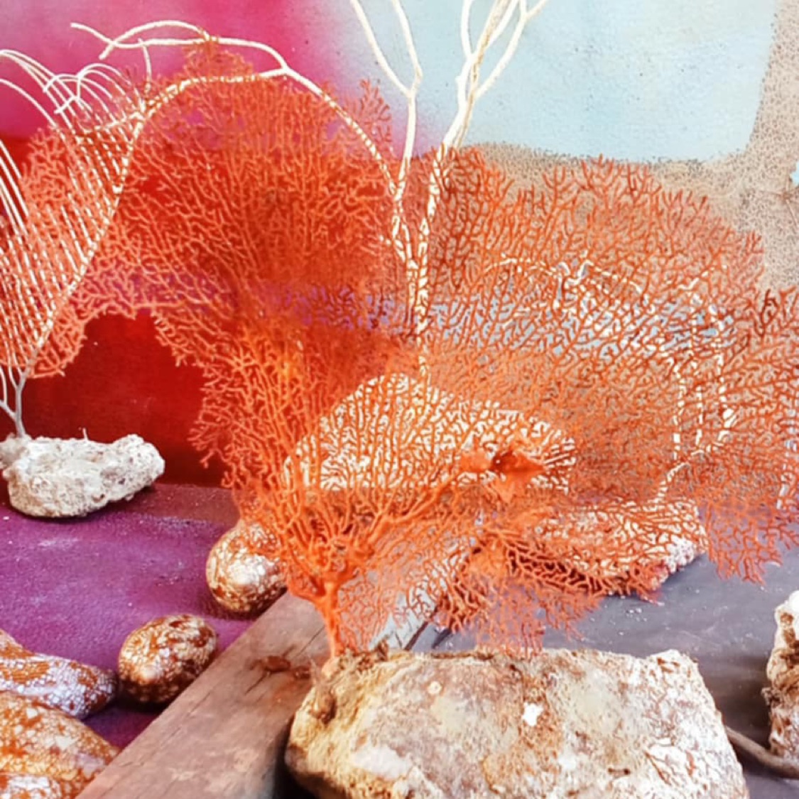 Reef Coral Aqua, ร้านค้าออนไลน์ | Shopee Thailand