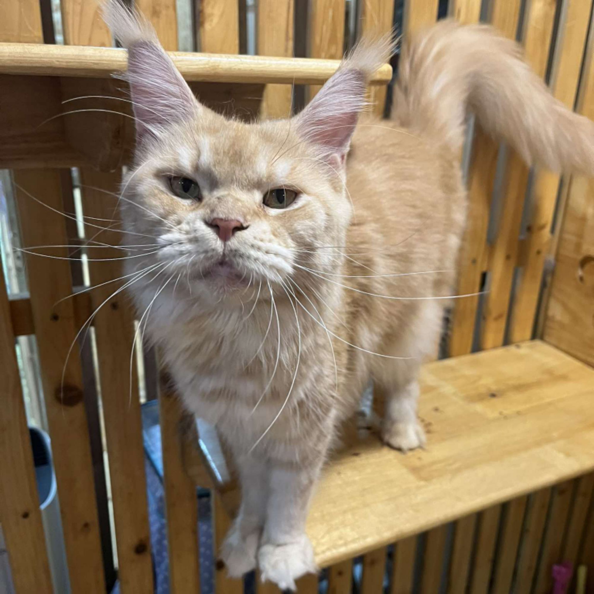 Pinto Cat Hotel, ร้านค้าออนไลน์ | Shopee Thailand