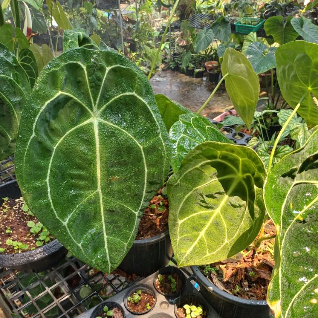 LaLa Plant, ร้านค้าออนไลน์ | Shopee Thailand