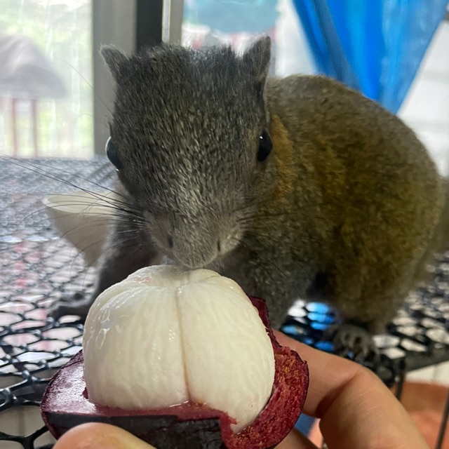 Maru Shop, ร้านค้าออนไลน์ | Shopee Thailand