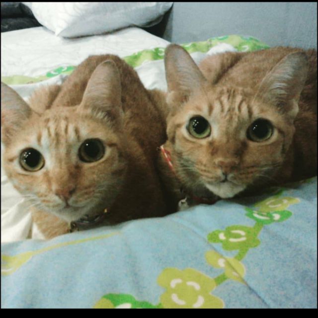 galla shop, ร้านค้าออนไลน์ | Shopee Thailand