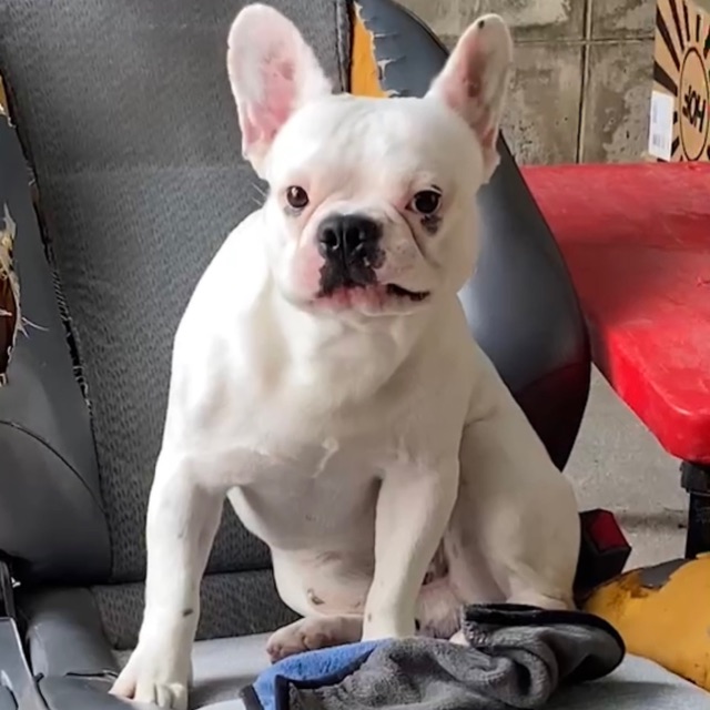 minijust, ร้านค้าออนไลน์ | Shopee Thailand