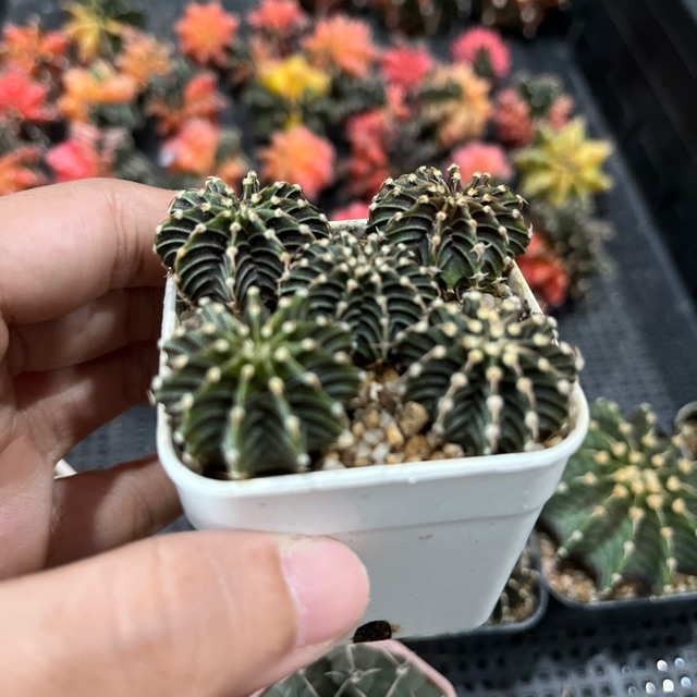 Custus Baan W.K., ร้านค้าออนไลน์ | Shopee Thailand