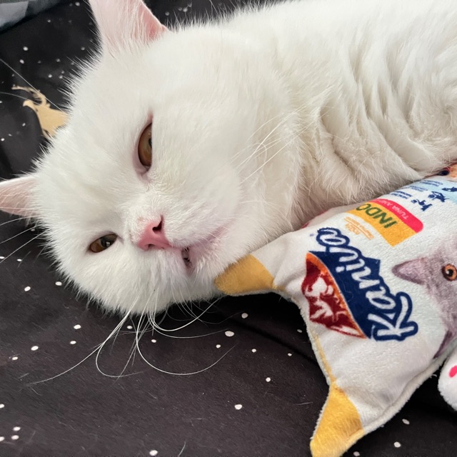 Tofu Meow ♡´･ᴗ･`♡, ร้านค้าออนไลน์ | Shopee Thailand