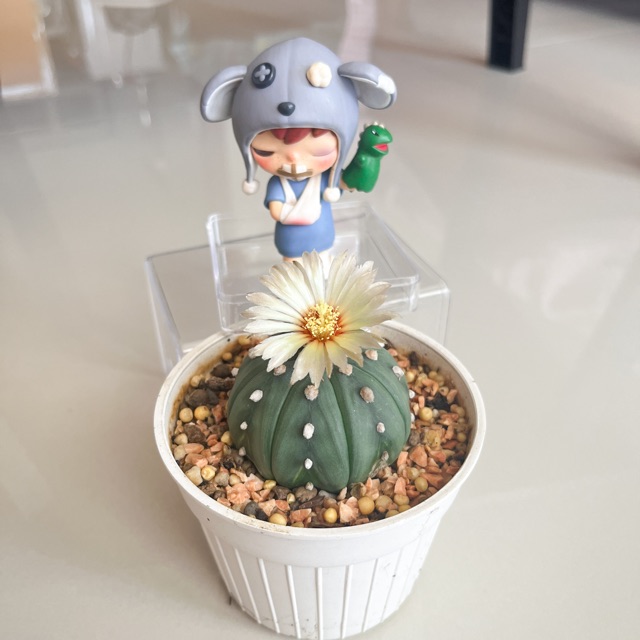 apich.toys, ร้านค้าออนไลน์ | Shopee Thailand