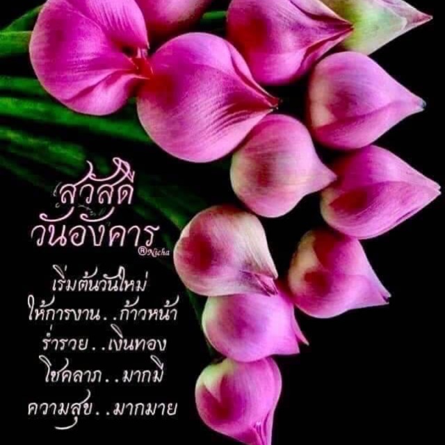 pattarasiri.arony, ร้านค้าออนไลน์ | Shopee Thailand