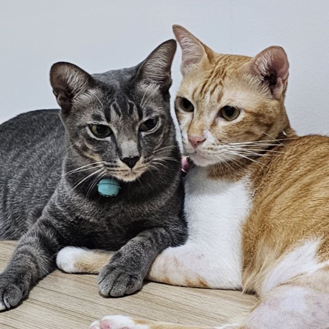 Fyodora ลดฝ้า หน้าเด็ก, ร้านค้าออนไลน์ | Shopee Thailand