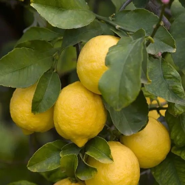 Lemon’net Farm, ร้านค้าออนไลน์ | Shopee Thailand