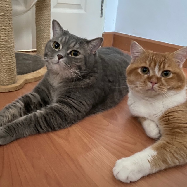 PL_STORE_OFFICIAL, ร้านค้าออนไลน์ | Shopee Thailand