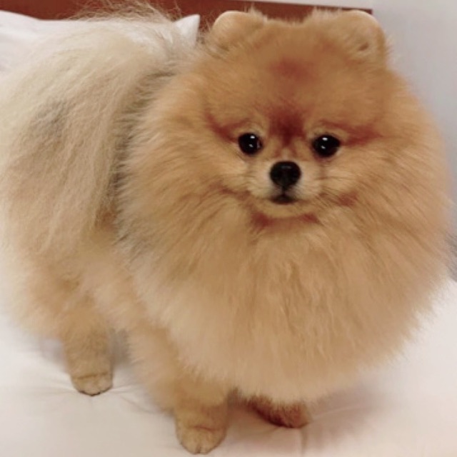 Ong aah shop, ร้านค้าออนไลน์ | Shopee Thailand