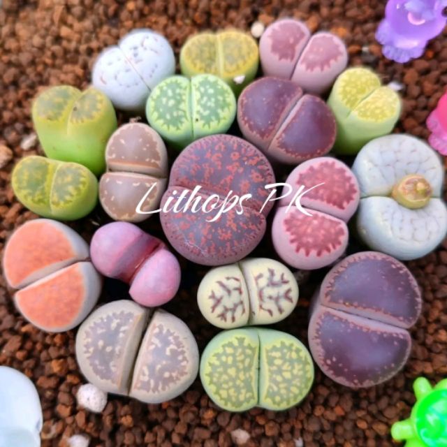 Lithops PK, ร้านค้าออนไลน์ | Shopee Thailand