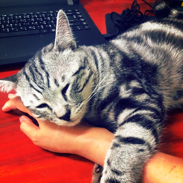 STS Hardware, ร้านค้าออนไลน์ | Shopee Thailand