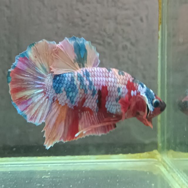 Limited Betta, ร้านค้าออนไลน์ | Shopee Thailand